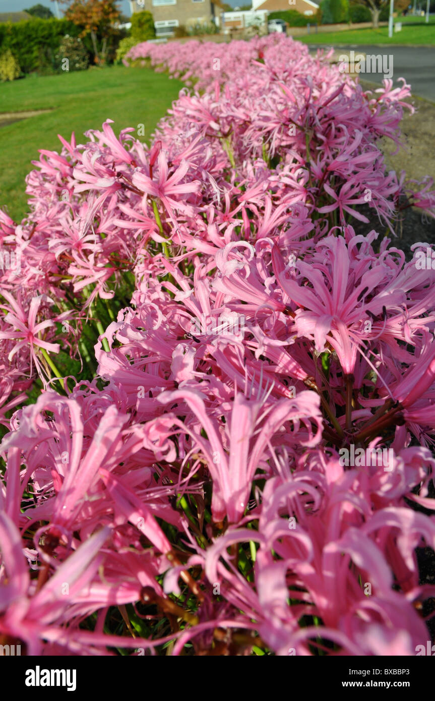 Narine hi-res stock photography and images - Alamy