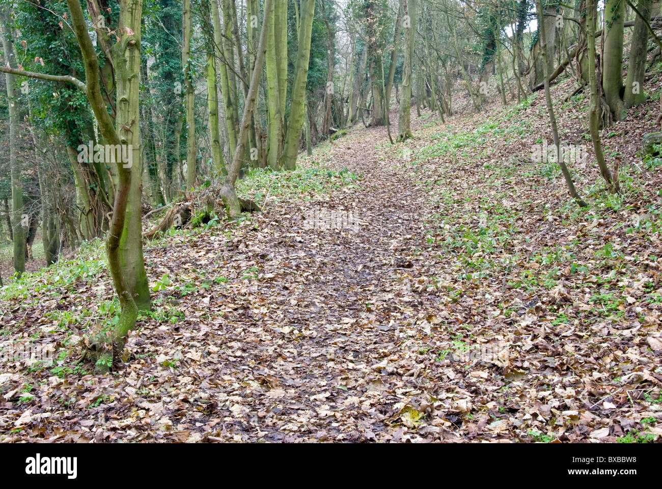 leafy path through trees Stock Photo - Alamy