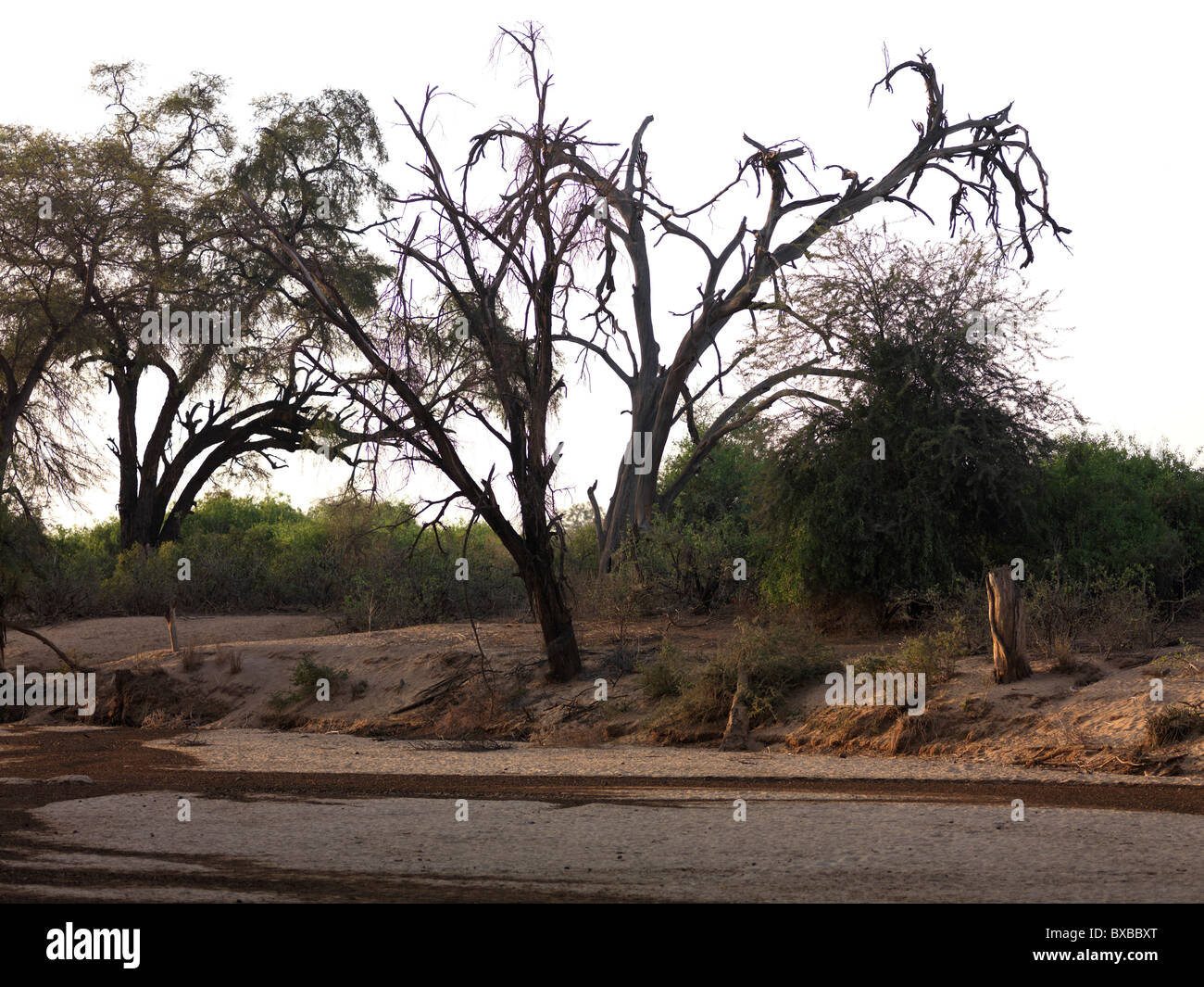 Dried riverbed in Kenya Africa Stock Photo - Alamy