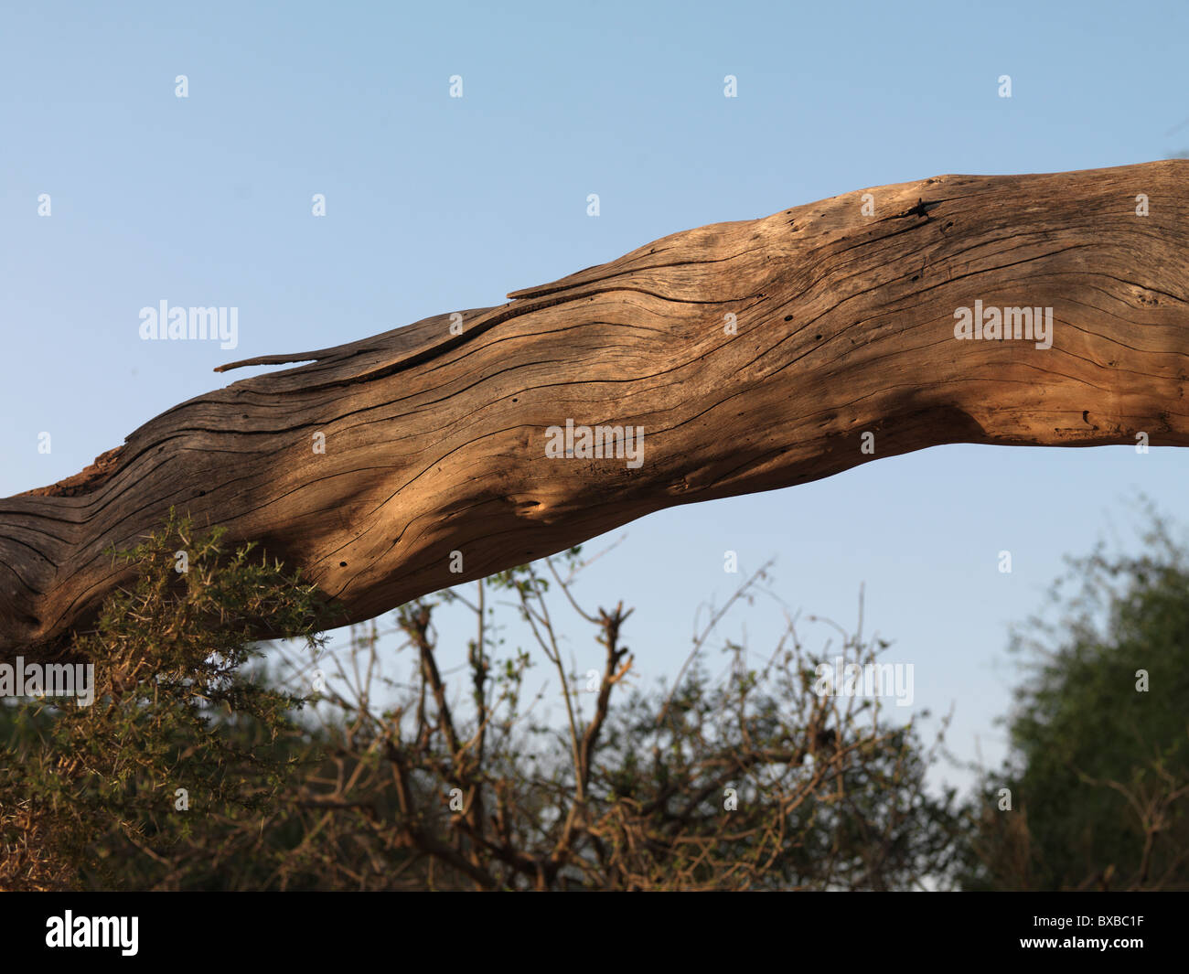 Trunk of a tree over Kenya landscape Stock Photo - Alamy