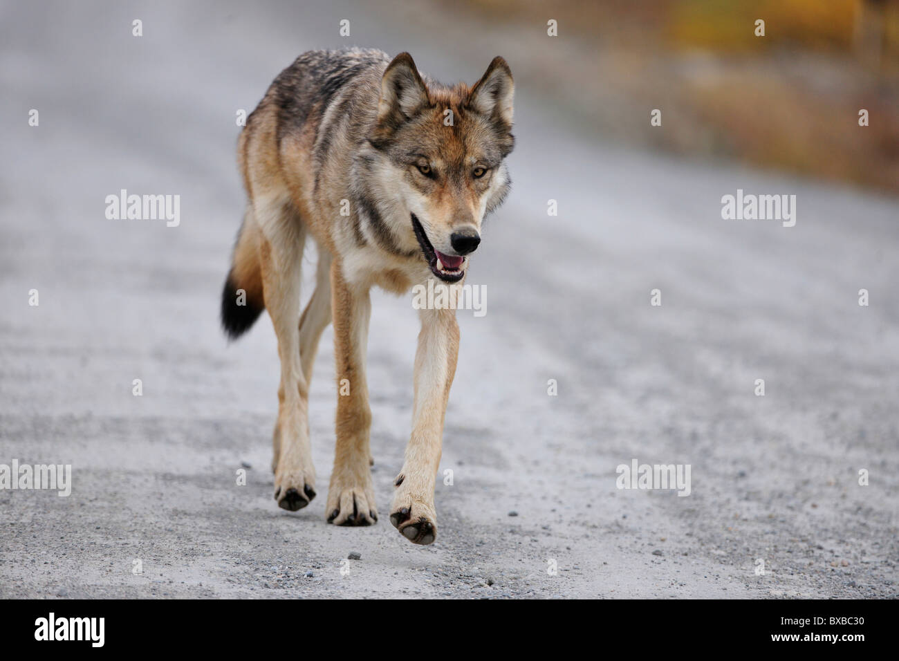 Wolf (Canis lupus) on a road, looking for food, Denali National Park ...