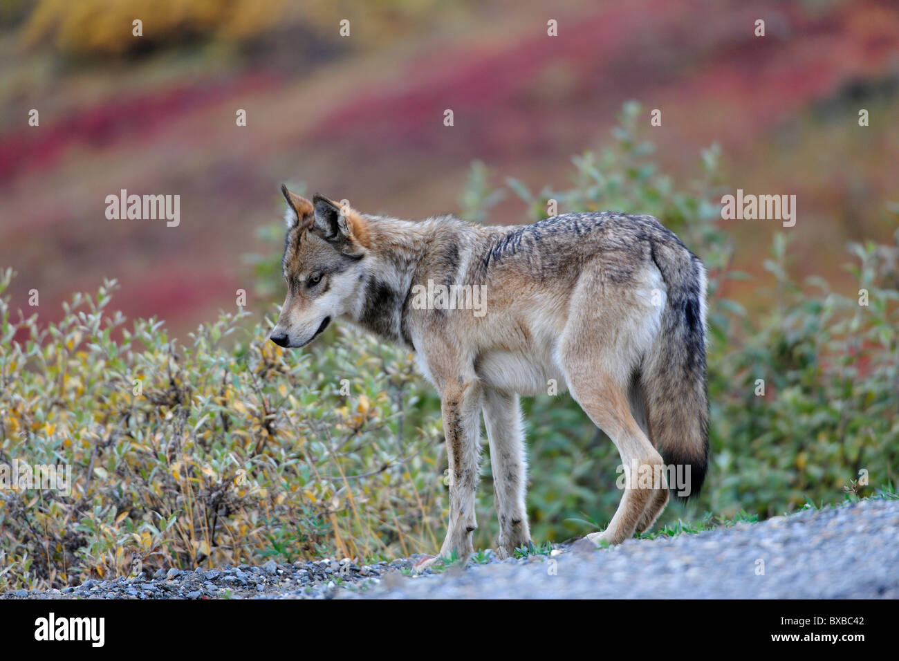 Wolf (Canis lupus) looking for food along the road, Denali National ...