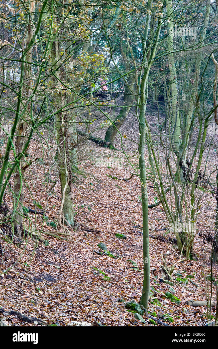 Leafy path through wood hi-res stock photography and images - Alamy