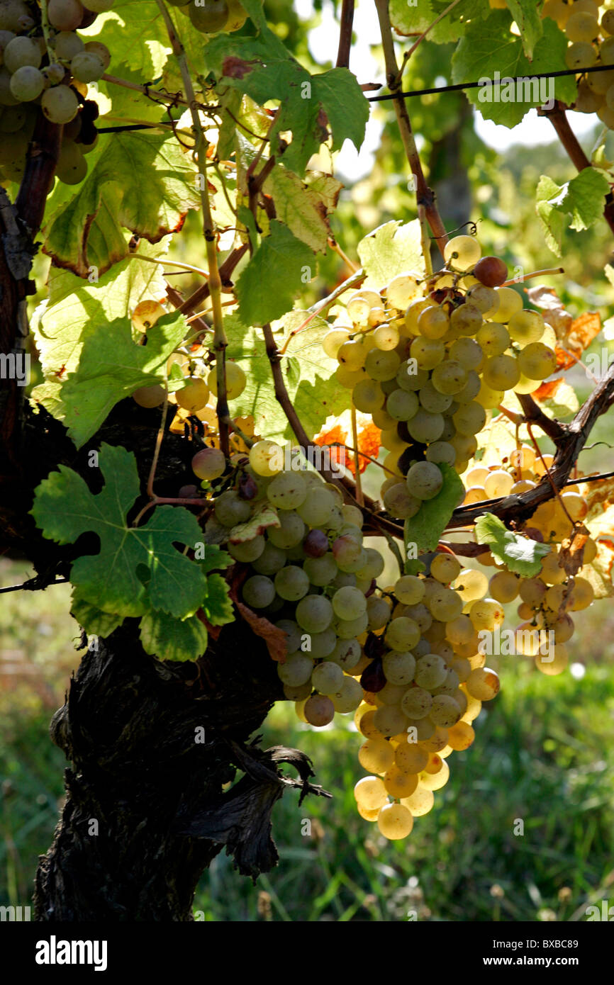 Semillon wine grapes at Chateau Monbazillac vineyard, Dordogne ...