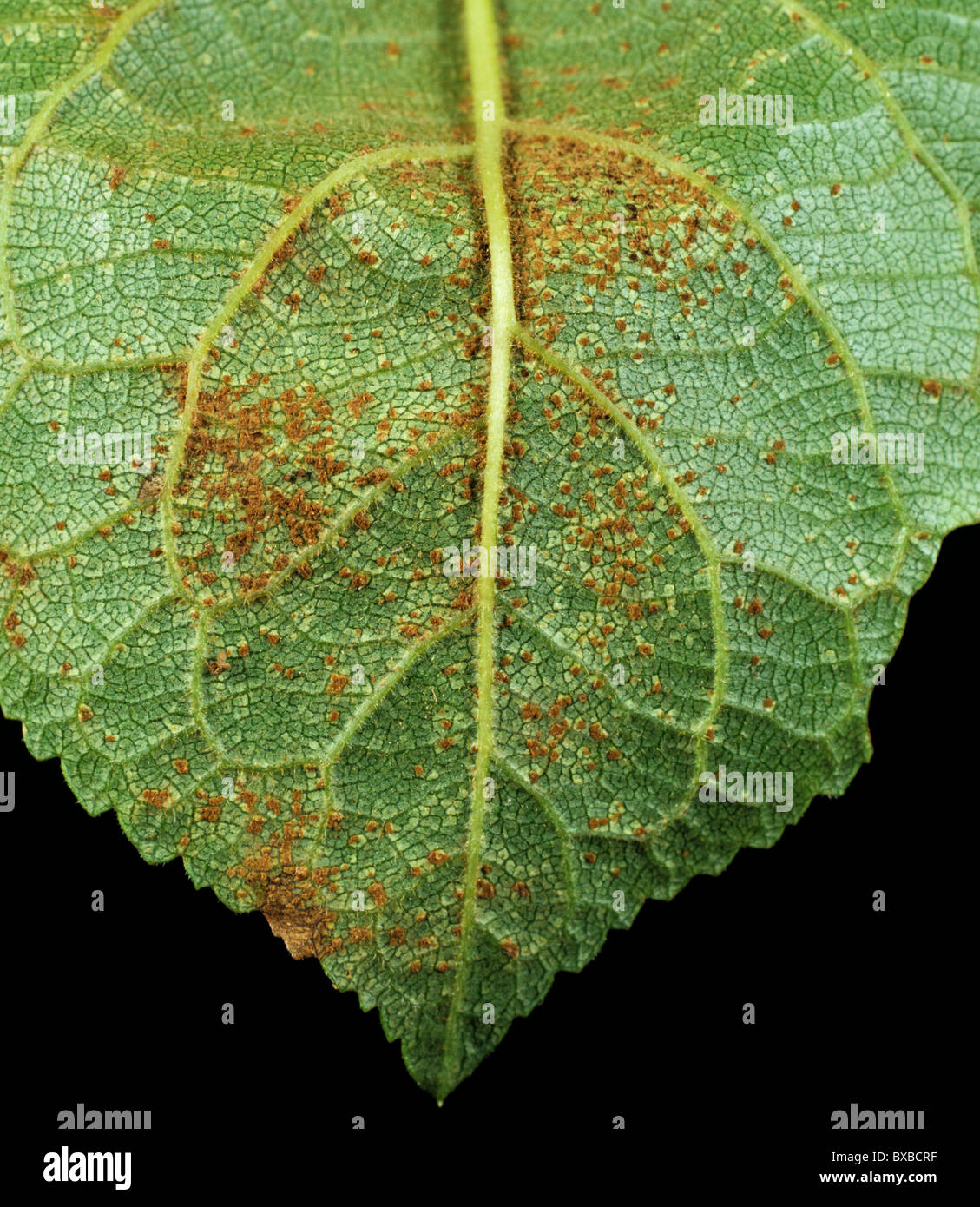 Tranzschelia discolor hi-res stock photography and images - Alamy