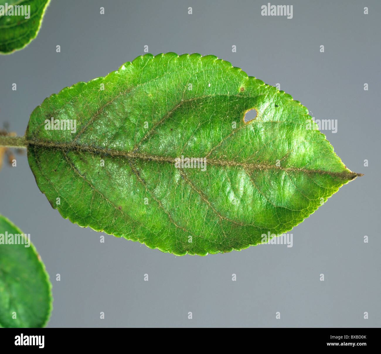 Apple scab (Venturia inaequalis) early leaf infection and mycelium ...