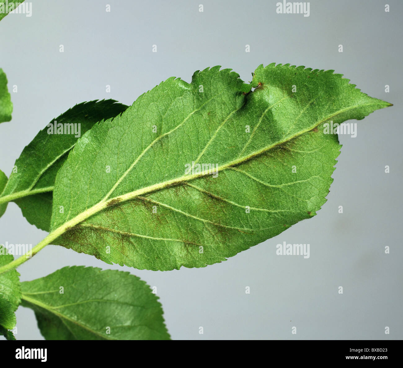 Apple scab (Venturia inaequalis) early leaf infection and mycelium ...