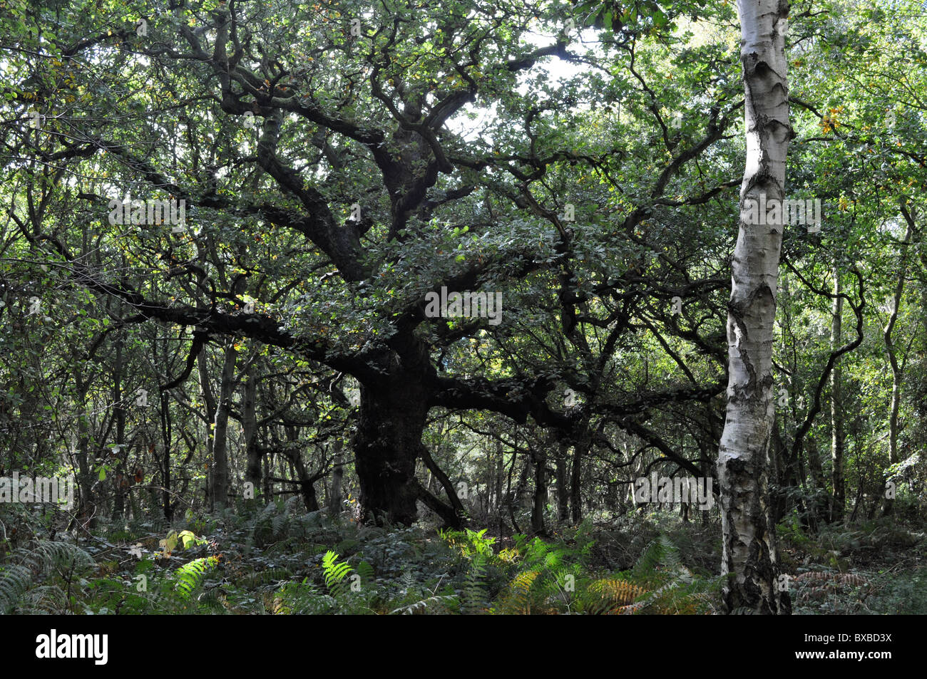 Woodland and ferns with ancient English oak trees filter light and ...