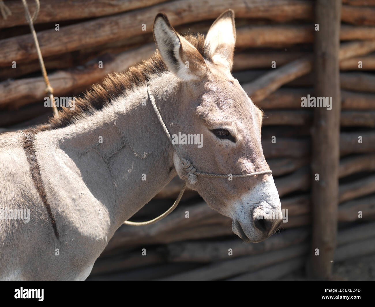 Donkey in Lamu Town, Africa Stock Photo - Alamy