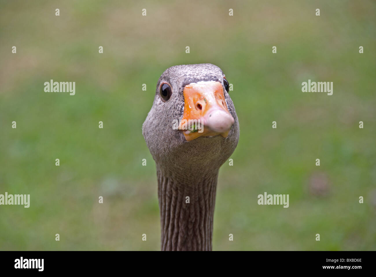 Gormless hi-res stock photography and images - Alamy