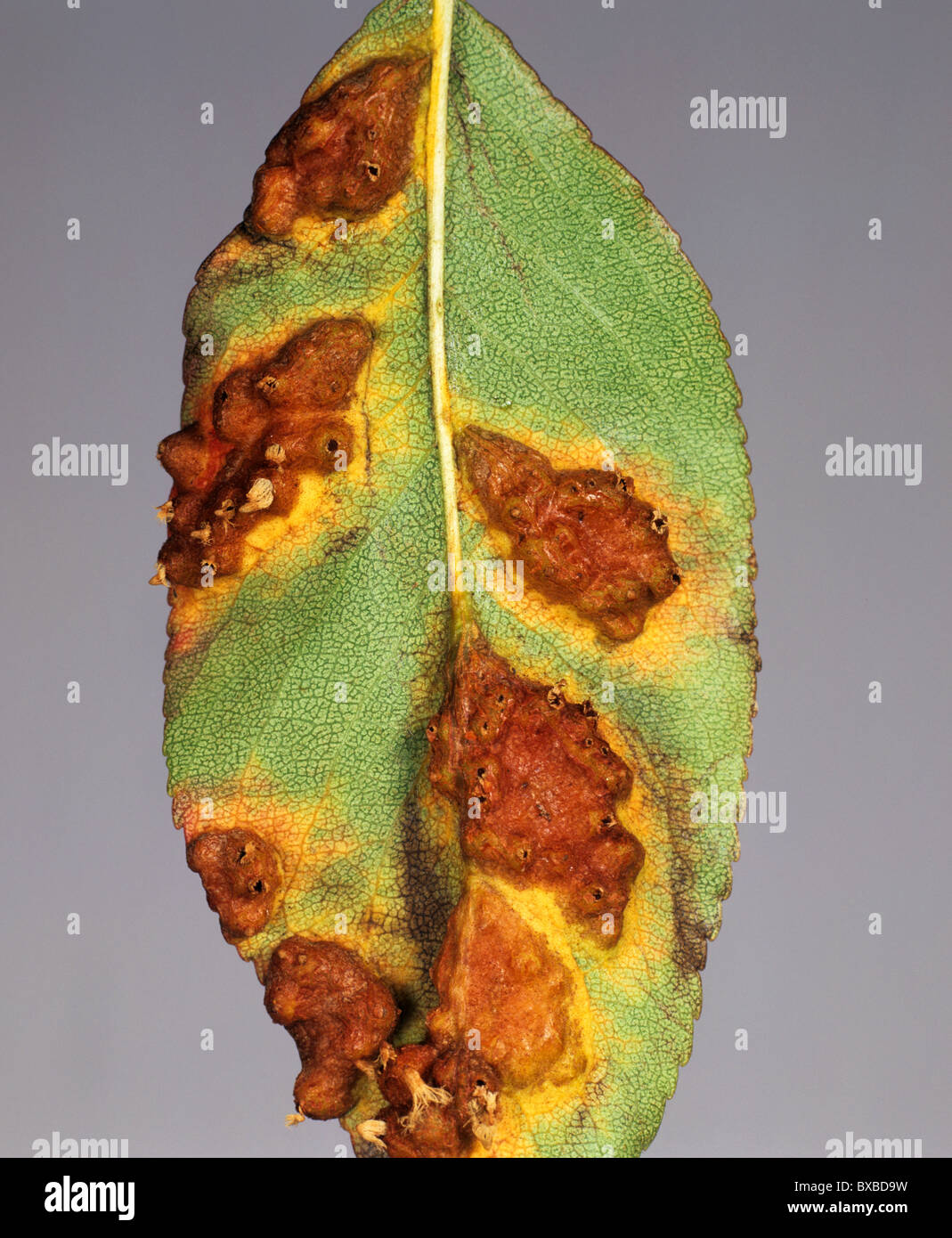 Pear Disease Stock Photos & Pear Disease Stock Images - Alamy
