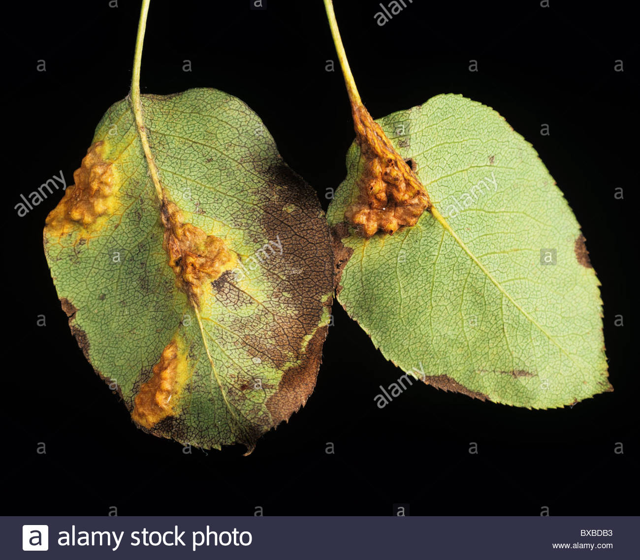 Pear Disease Stock Photos & Pear Disease Stock Images - Alamy
