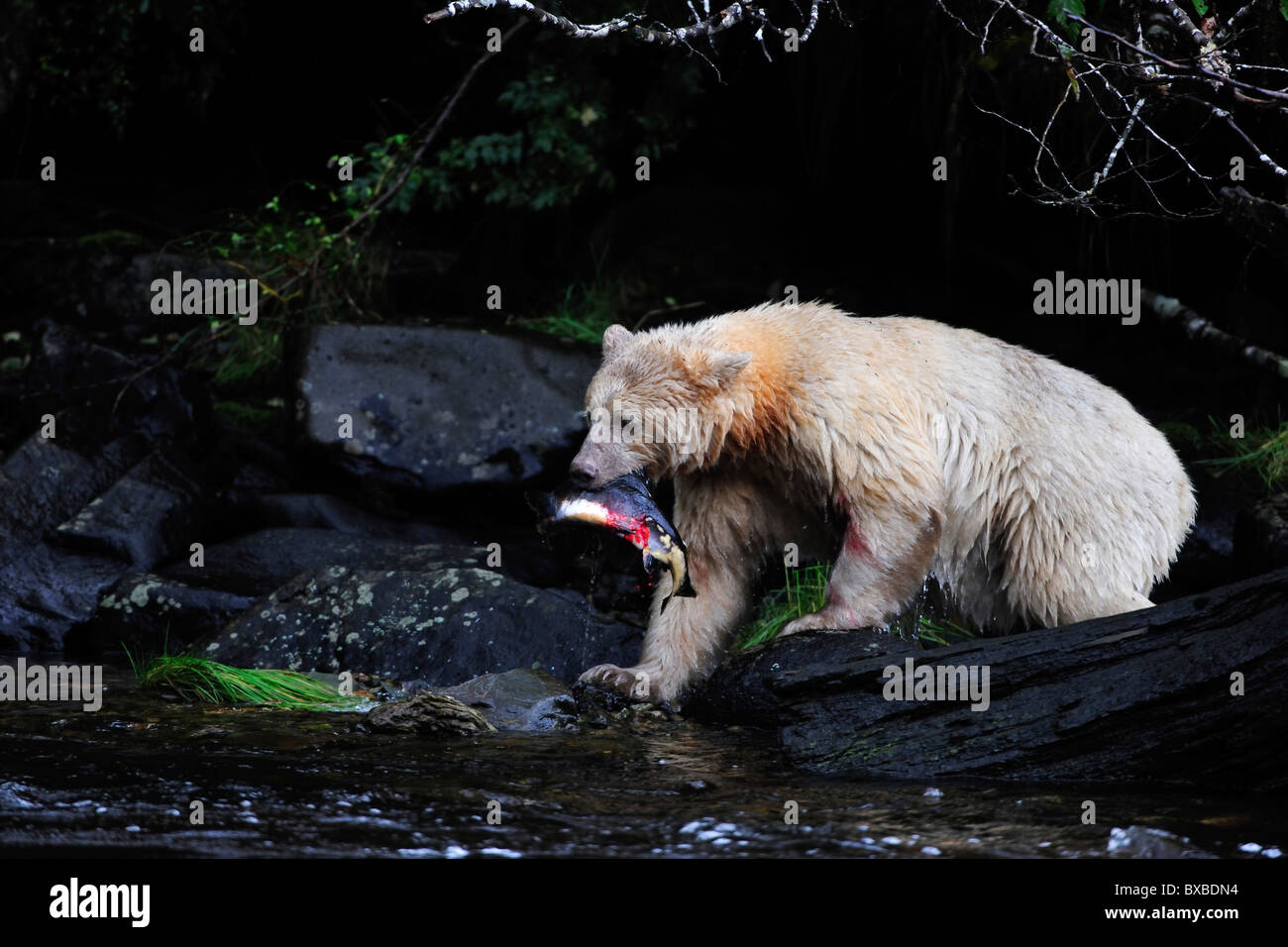 Black Bear (Ursus americanus), known as Spirit Bear because of it's ...