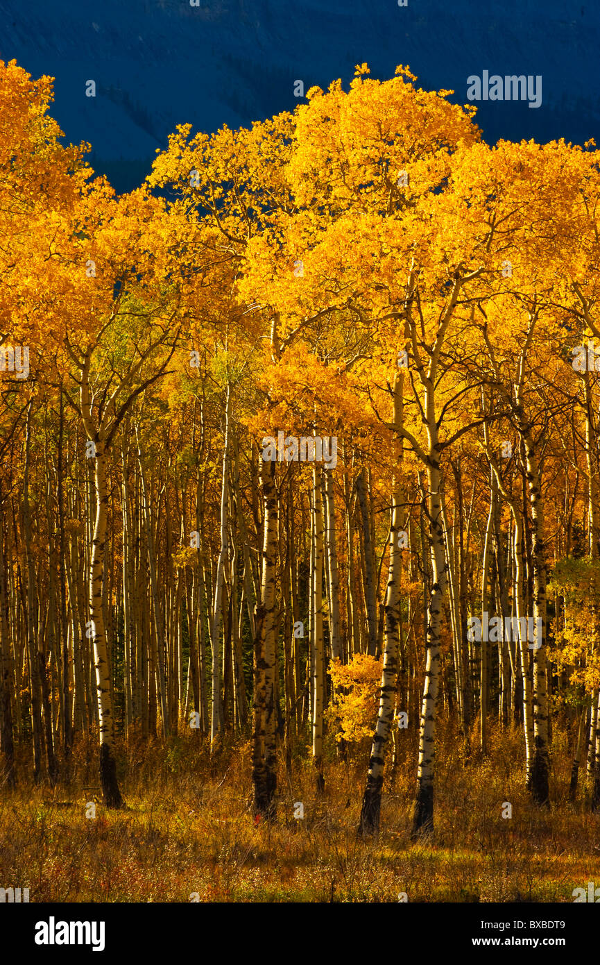 A vertical image of a stand of aspen trees with leaves turned the ...