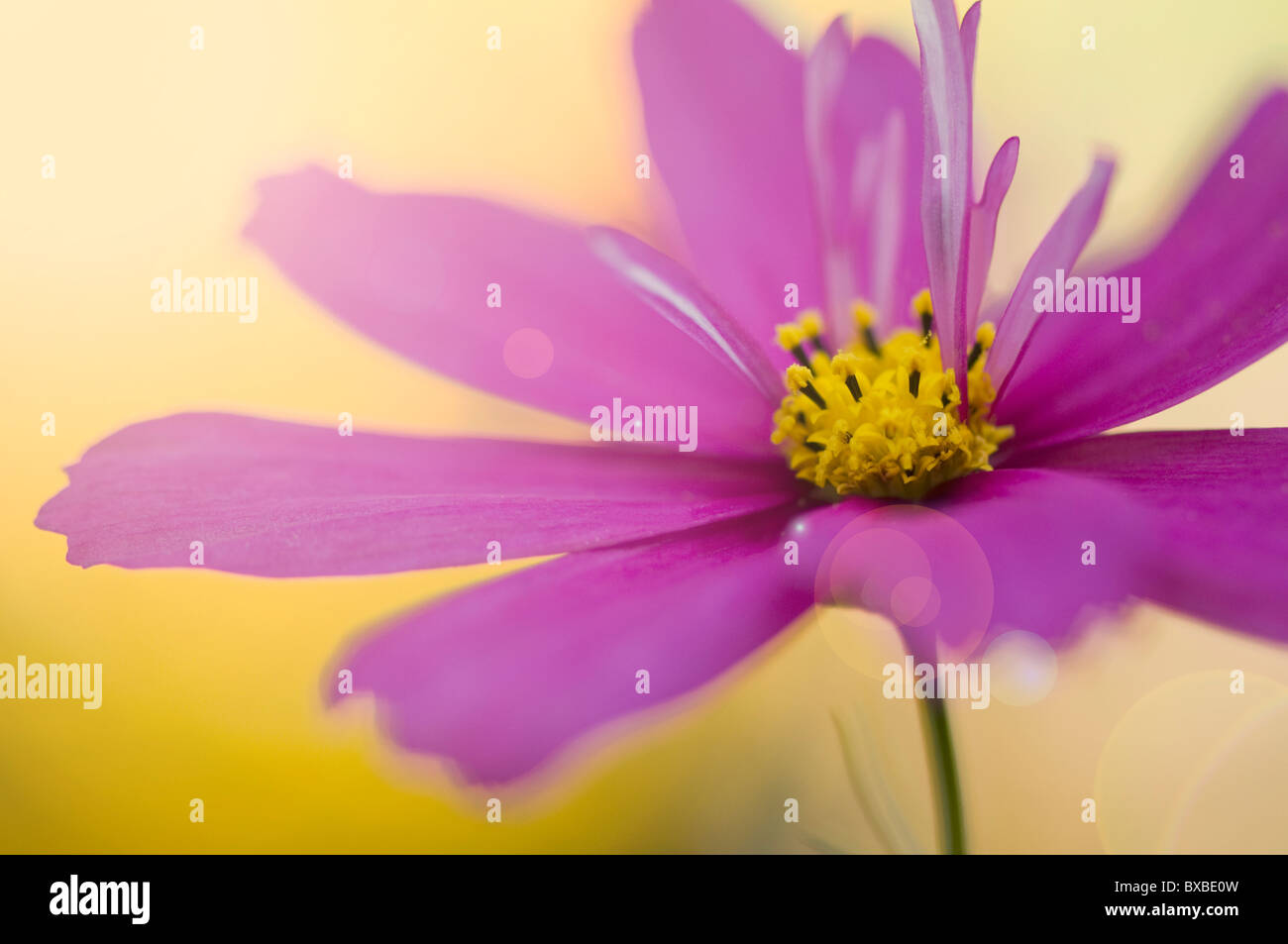 A single cosmos flower with sun flare - Lens flare Stock Photo - Alamy