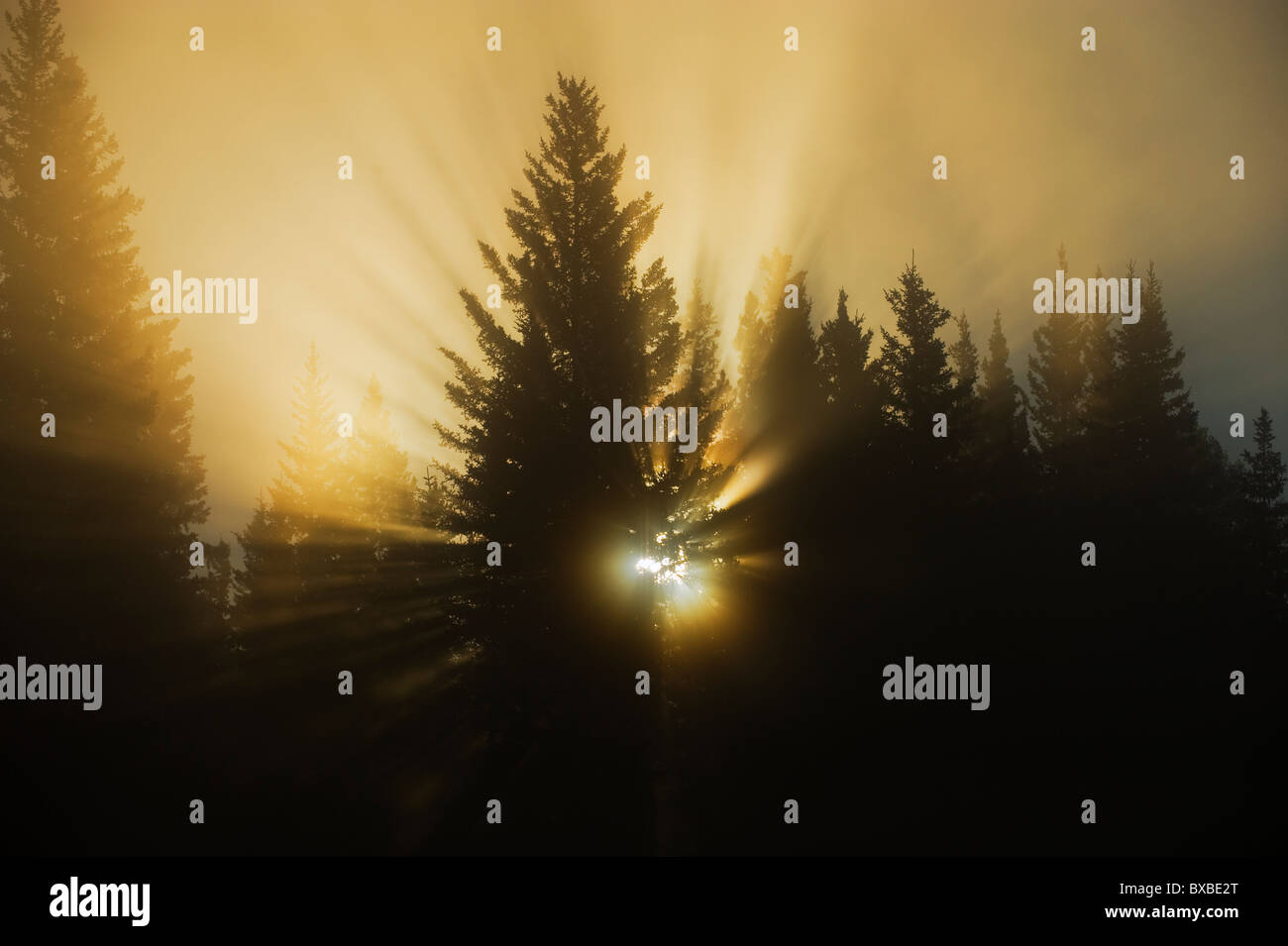 God rays through trees hi-res stock photography and images - Alamy