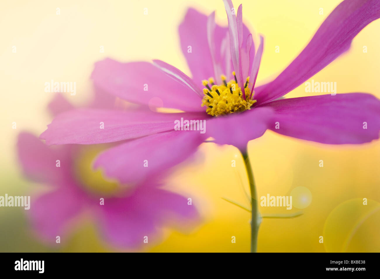 A Single Cosmos Flower With Sun Flare Lens Flare Stock Photo Alamy a-single-cosmos-flower-with-sun-flare-lens-flare-stock-photo-alamy