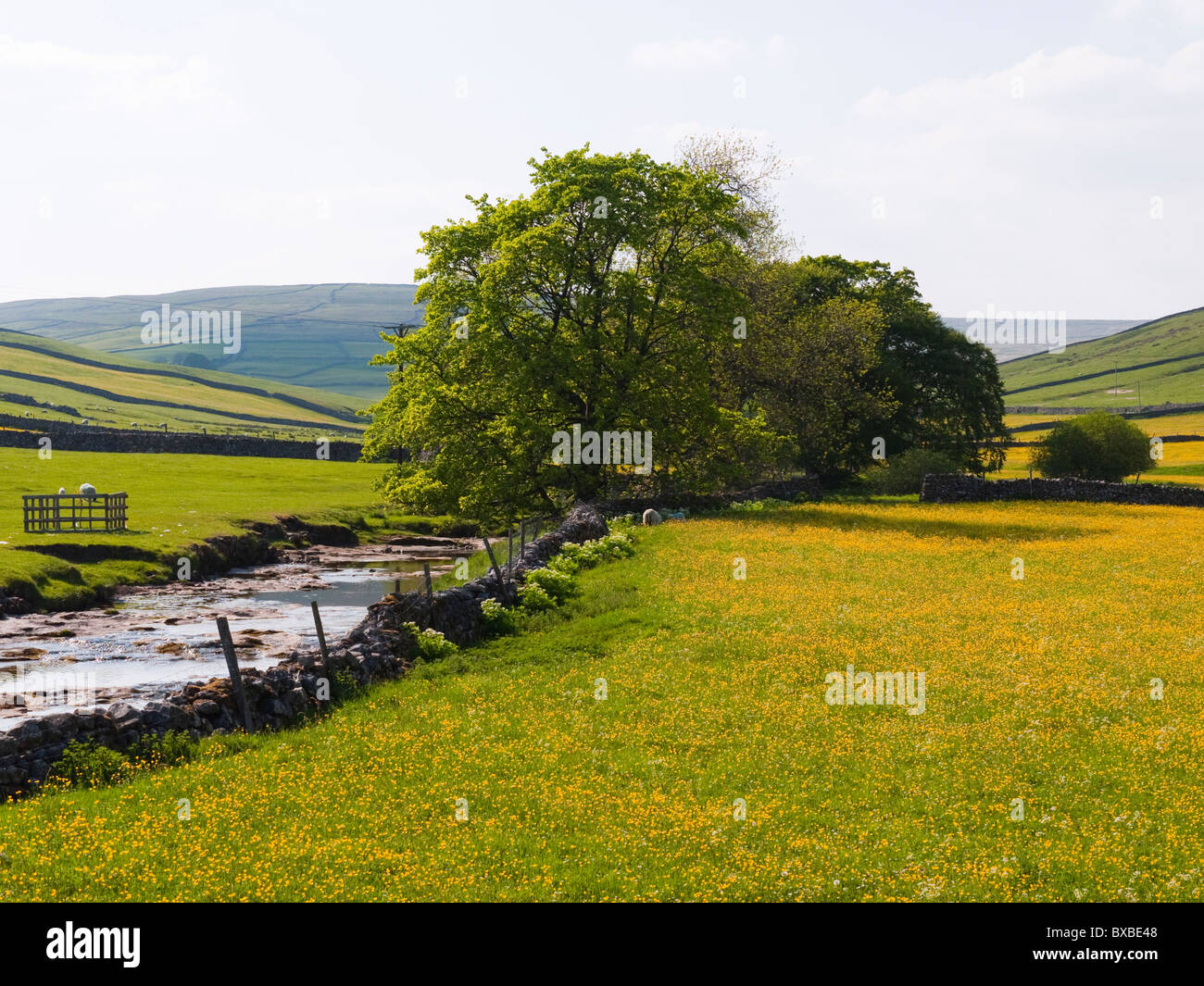 Wildflowers and trees in the Yorkshire Dales at Hawkswick England Stock ...
