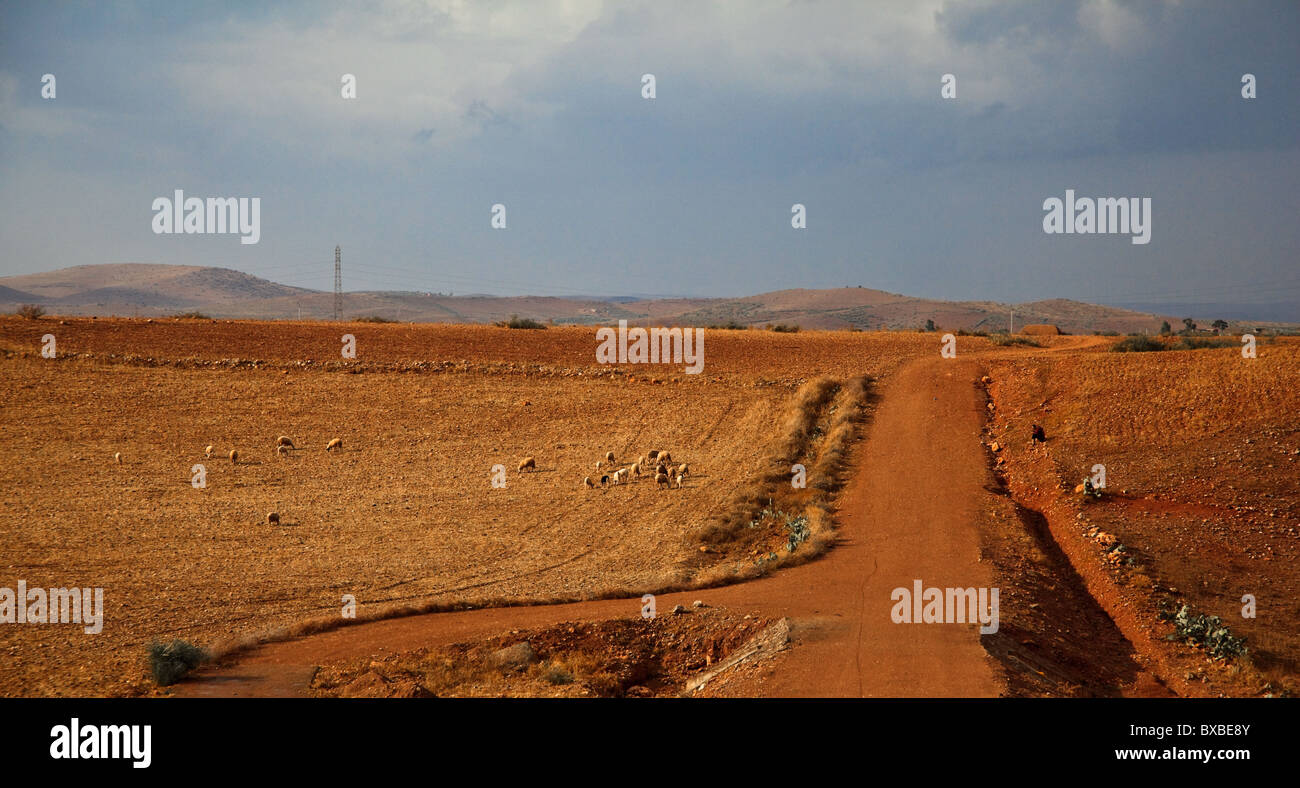 A sheep ranch in Morocco Stock Photo - Alamy