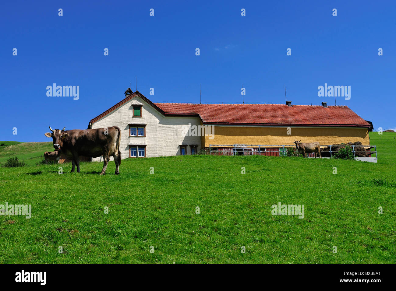 Europe farm animals hi-res stock photography and images - Alamy