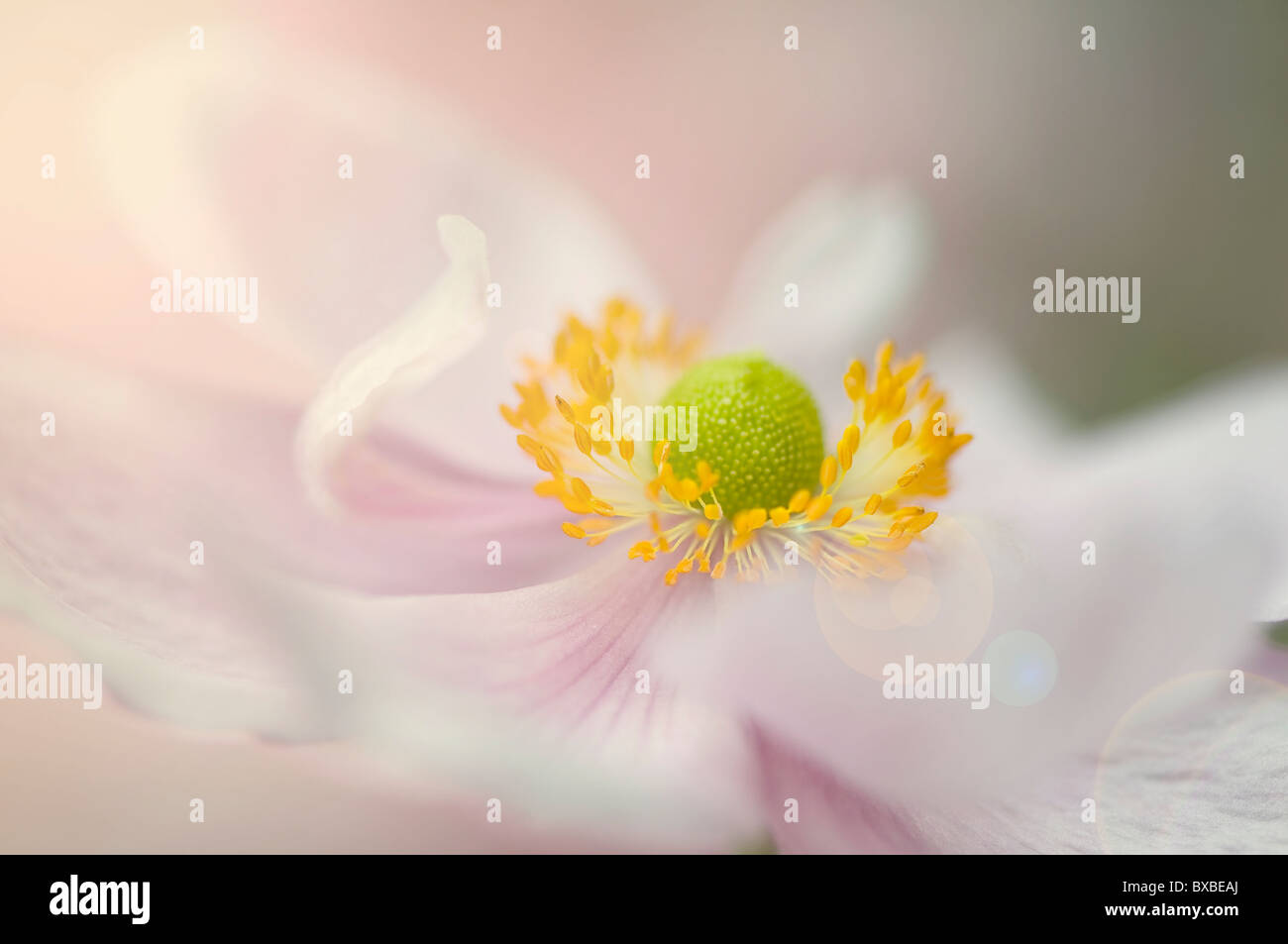 A single Japanese Anemone flower with Sun Flare - Lens Flare Stock ...