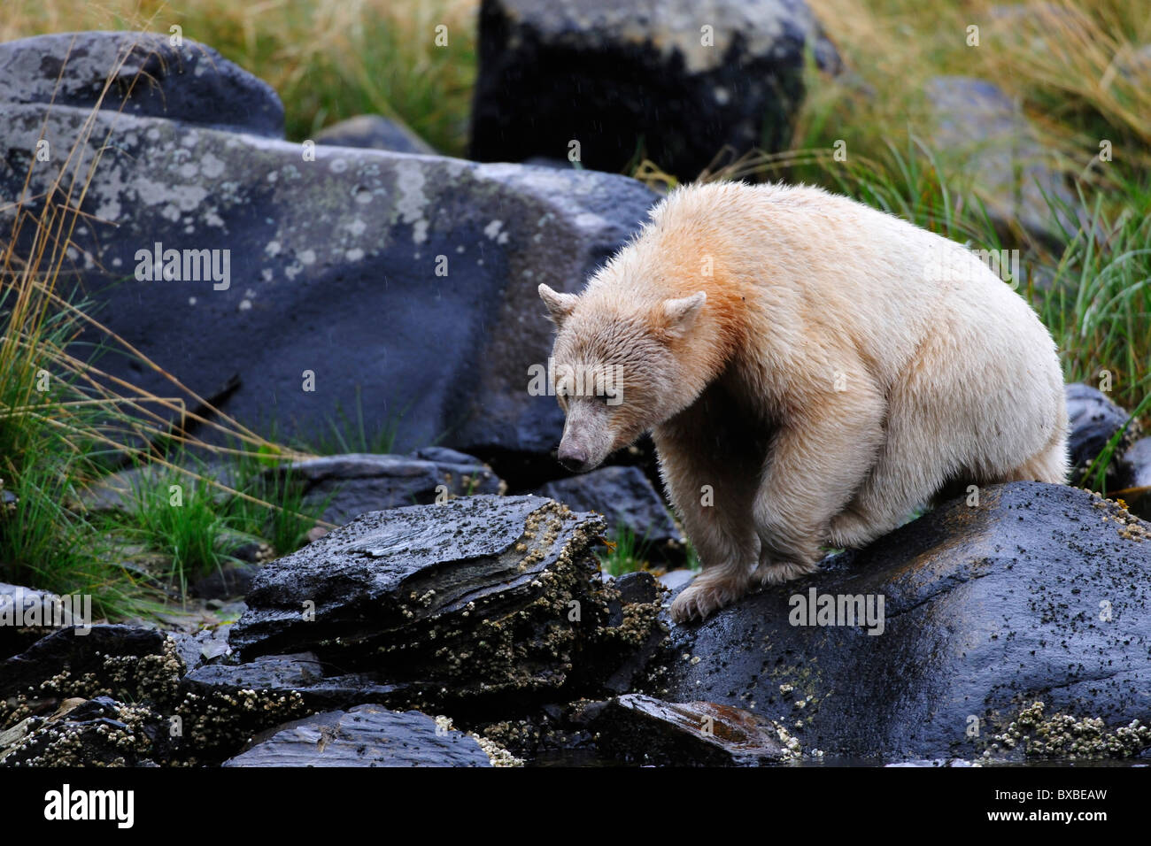 Black Bear (Ursus americanus), known as Spirit Bear because of it's ...