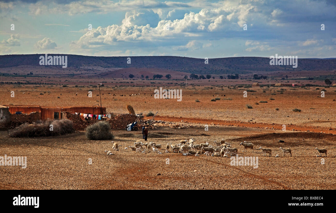 A sheep ranch in Morocco Stock Photo - Alamy