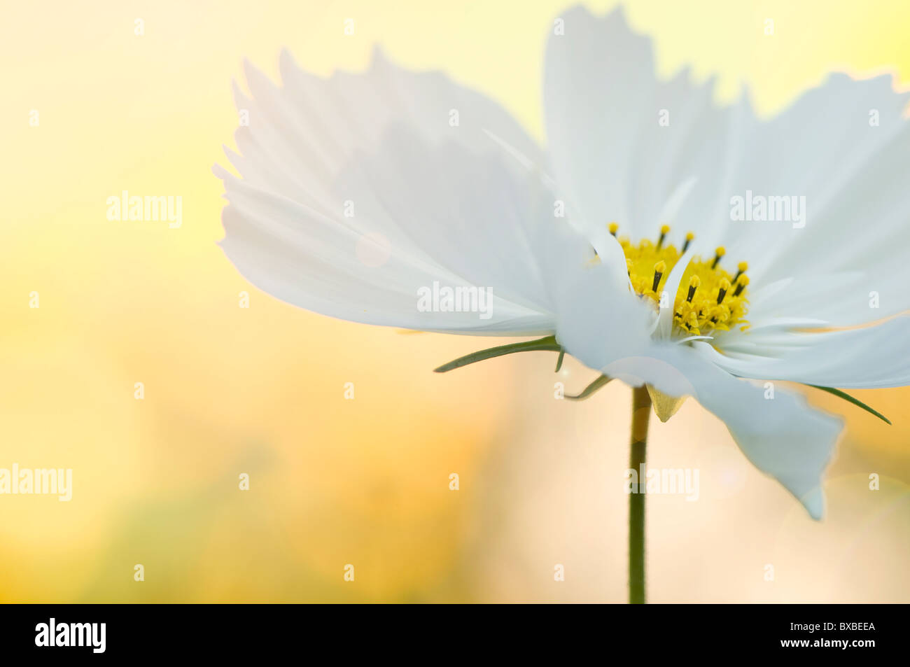 A single cosmos flower with sun flare - Lens flare Stock Photo - Alamy