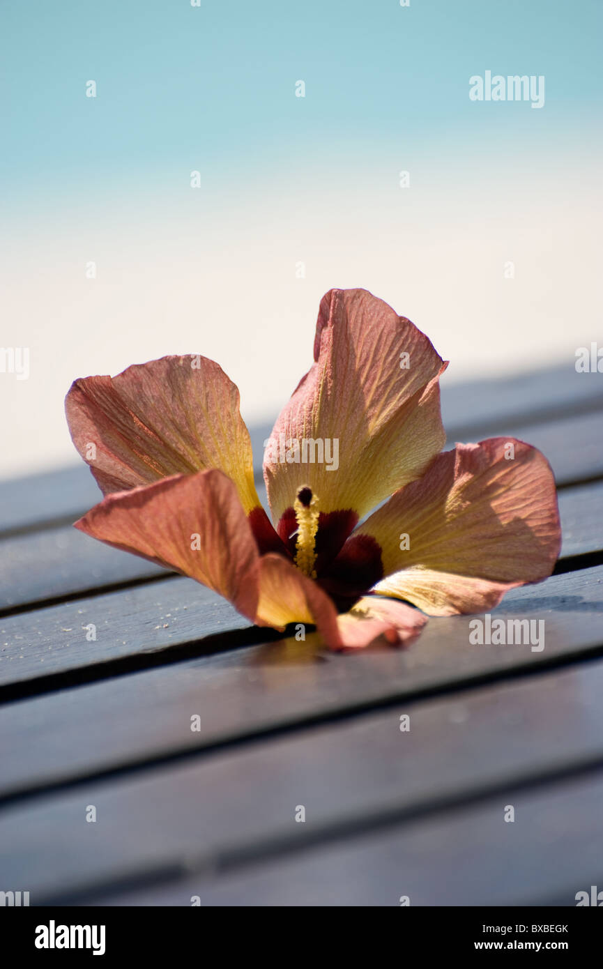 Tropical flower on wooden decking Stock Photo - Alamy