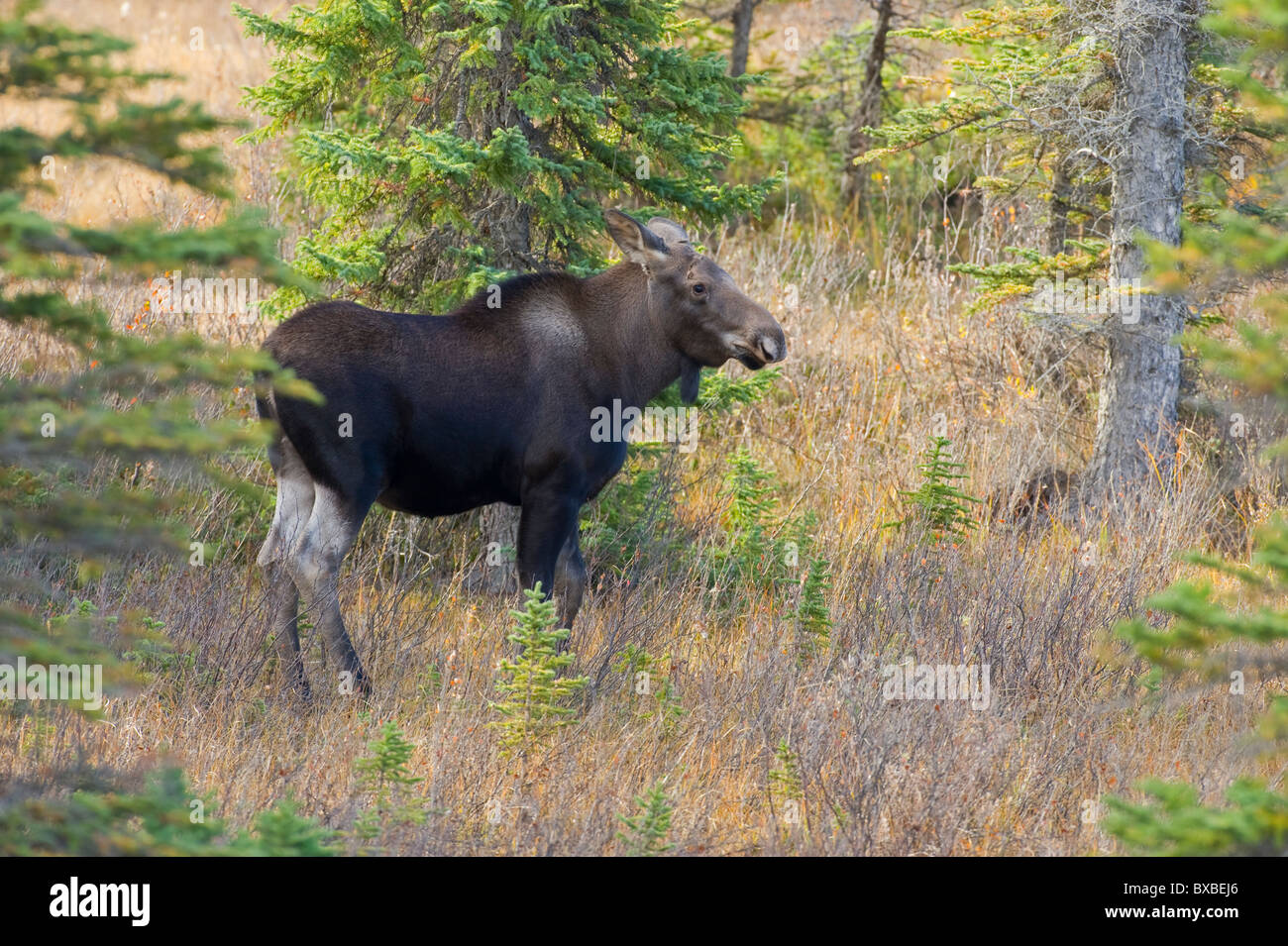 A side view of a wild moose calf standing in a wooded area Stock Photo ...