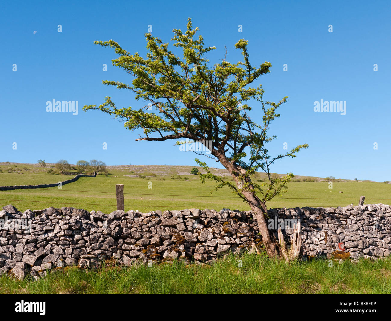Wildflowers and trees in the Yorkshire Dales at Hawkswick England Stock ...