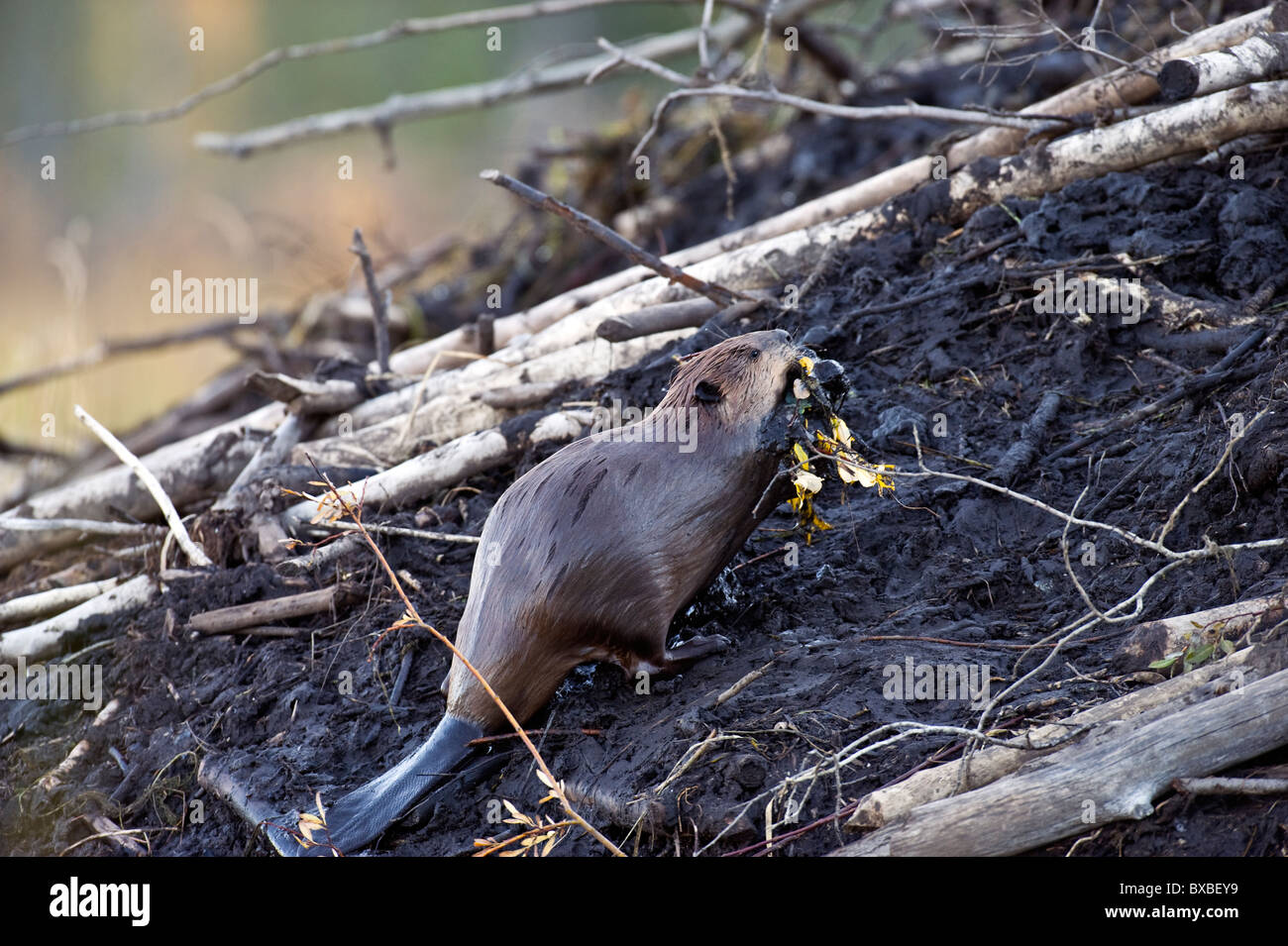A wild beaver walking on his rear feet caring mud and sticks Stock ...