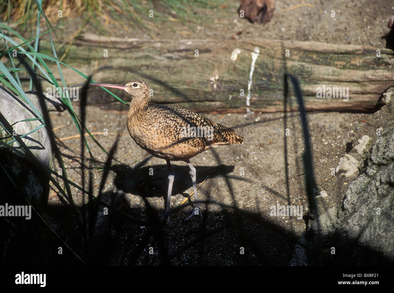 Long billed curlew shorebird hi-res stock photography and images - Alamy