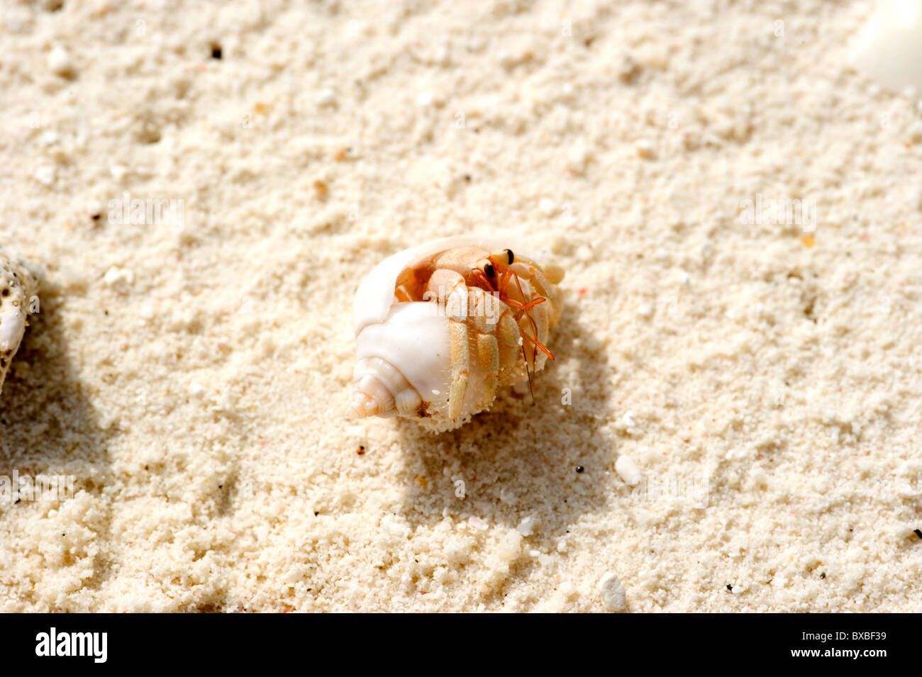 crab in the shell on the sand Stock Photo - Alamy