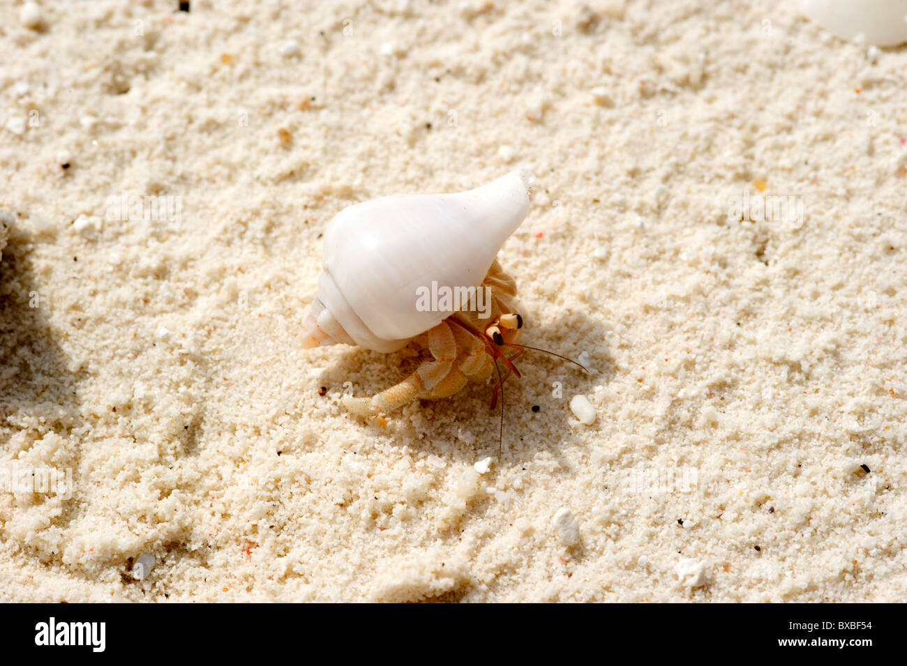 Crab in the Shell on the sand Stock Photo - Alamy
