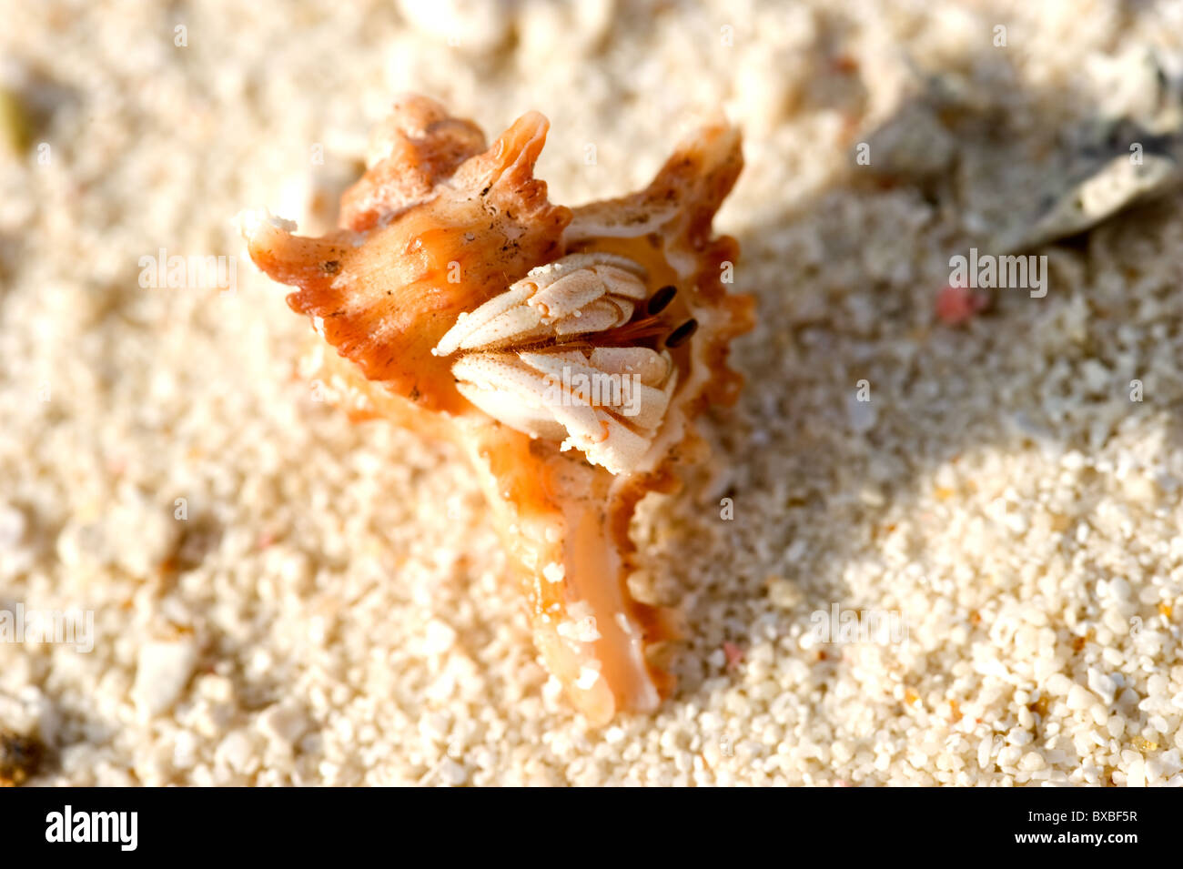 crab in the shell on the sand Stock Photo - Alamy