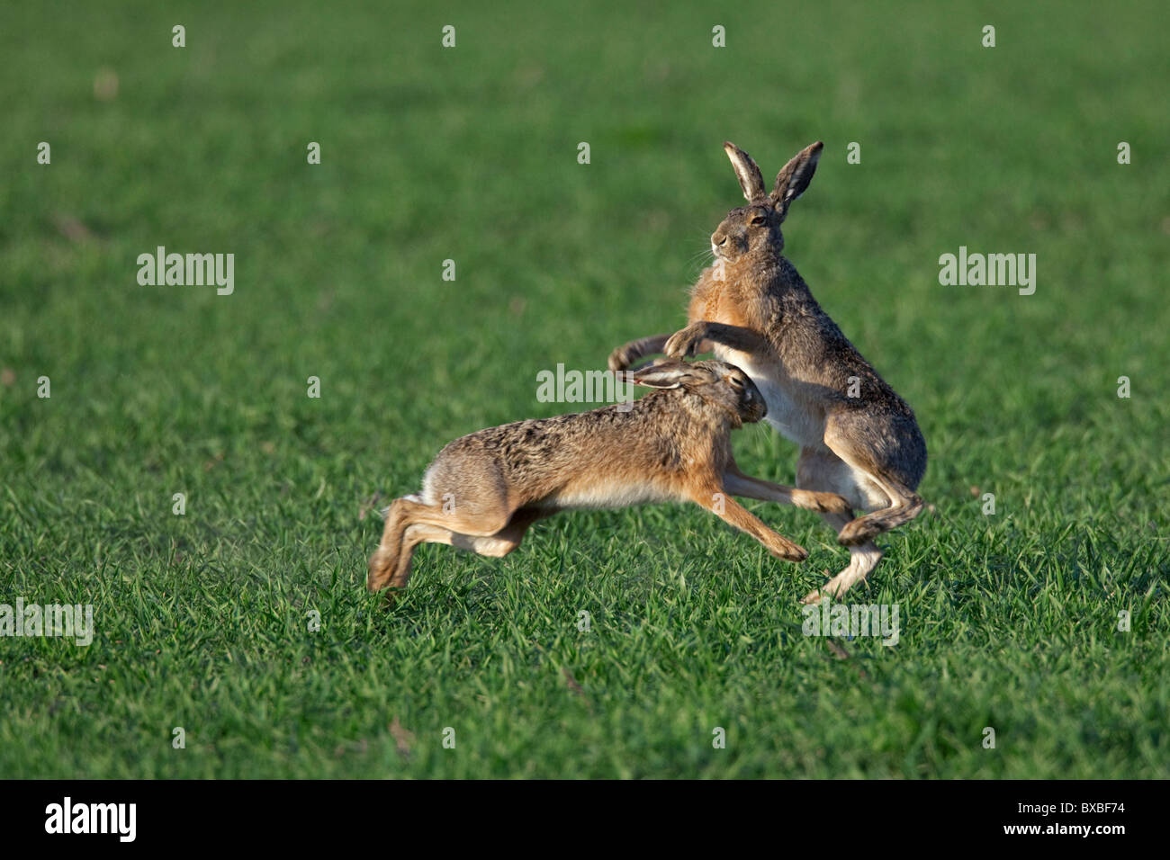 Fighting hares hi-res stock photography and images - Alamy