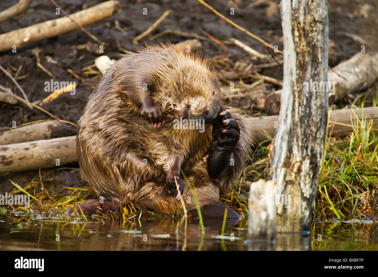 A front view of an adult beaver scratching his head with his rear foot ...