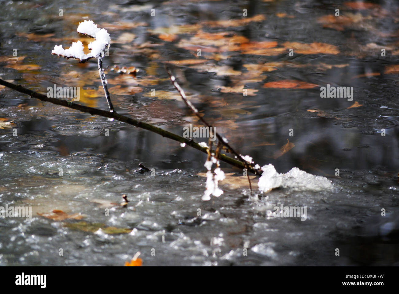 branch sticking out of the ice Stock Photo - Alamy