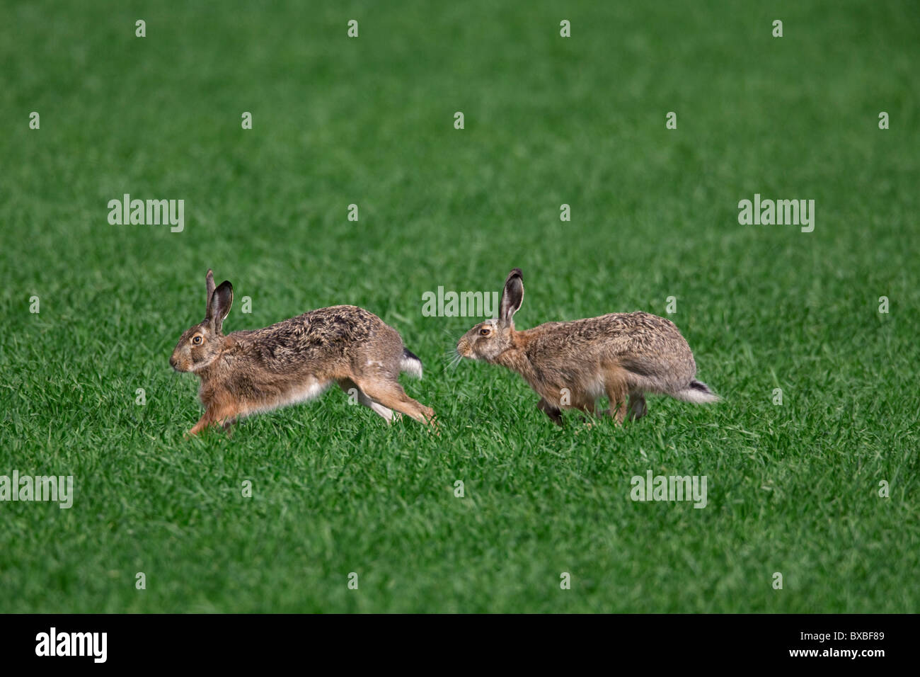 European Brown Hare (Lepus europaeus), buck chasing doe during the ...