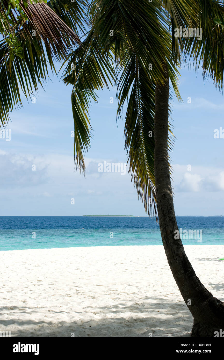 Maldives palm tree hi-res stock photography and images - Alamy