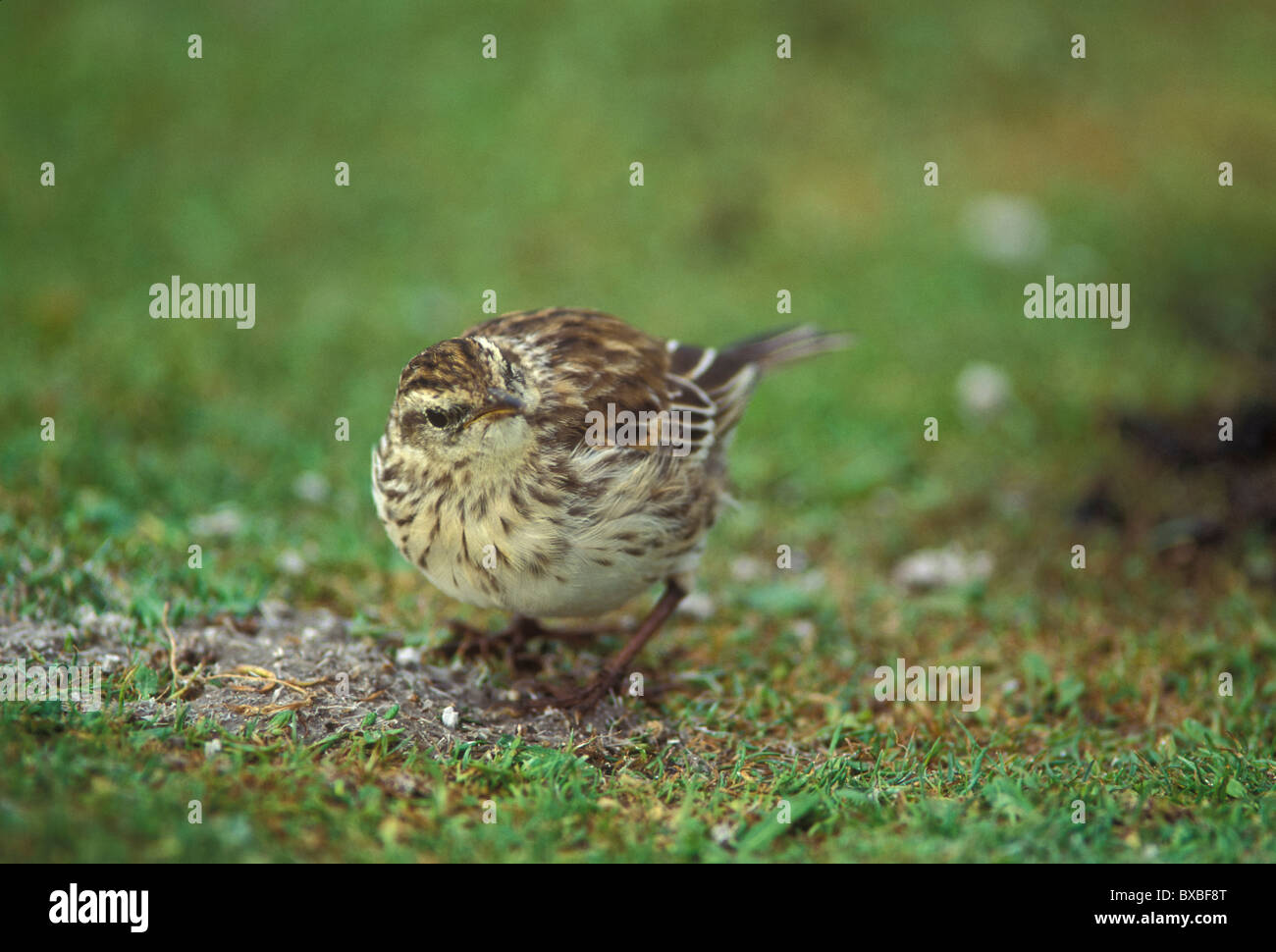 New zealand pipit hi-res stock photography and images - Alamy