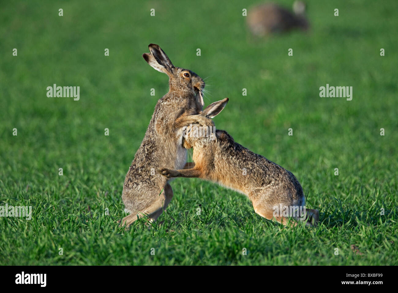 Boxing hares hi-res stock photography and images - Alamy