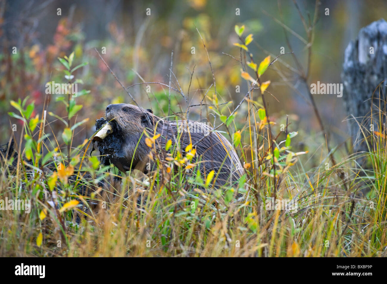 An adult beaver caring mud and sticks through some grass toward his ...