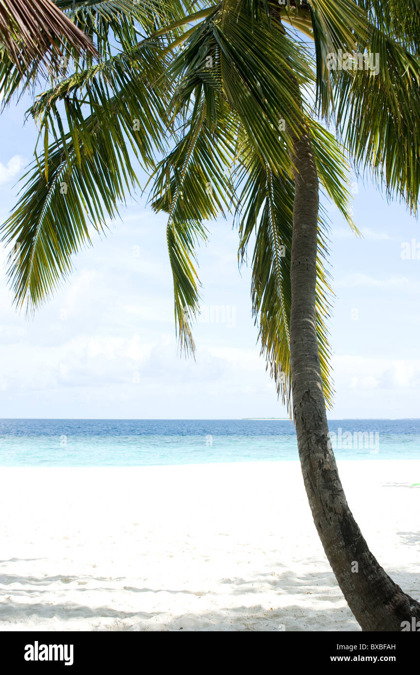 Maldives sea tree hi-res stock photography and images - Alamy