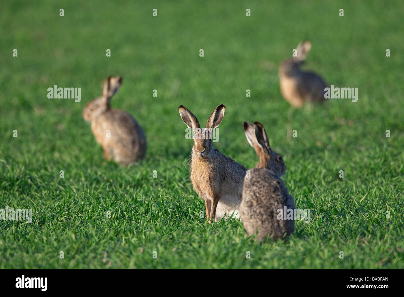 European Brown Hares (Lepus europaeus) in field during the breeding ...