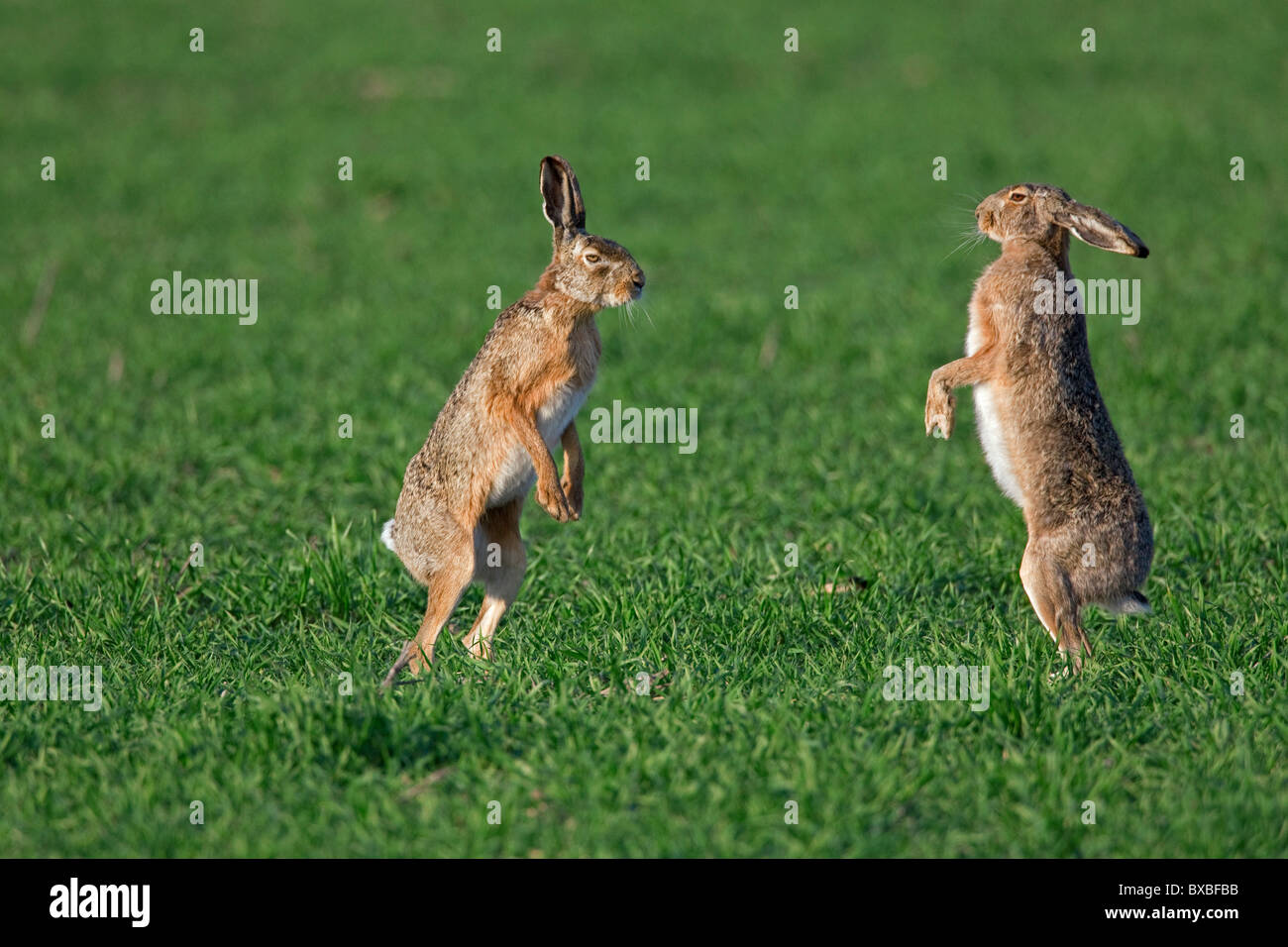 Two european hares fighting lepus hi-res stock photography and images ...