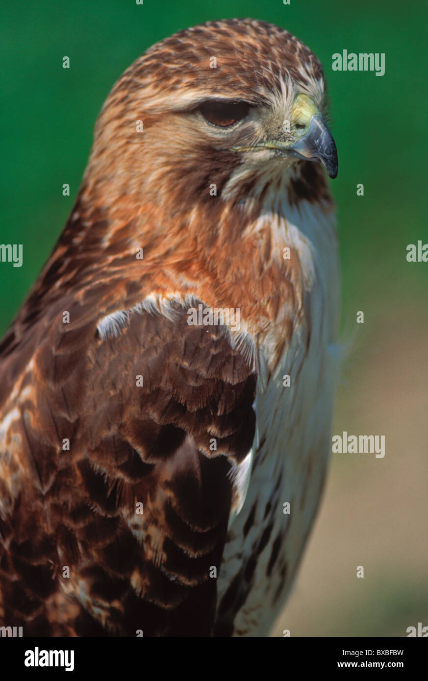 red tailed Hawk Stock Photo - Alamy