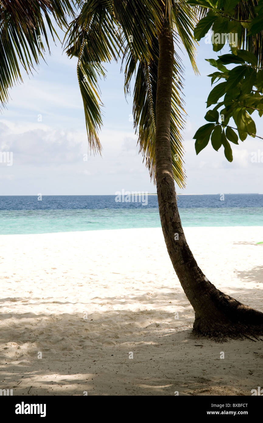 Maldives sea tree hi-res stock photography and images - Alamy