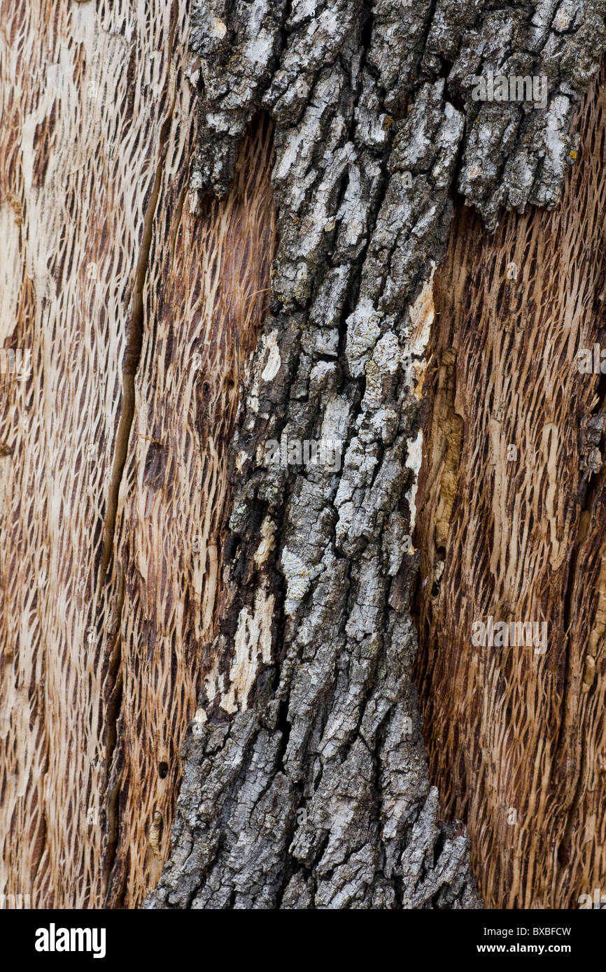 Close up view of a quercus suber tree bark texture Stock Photo - Alamy